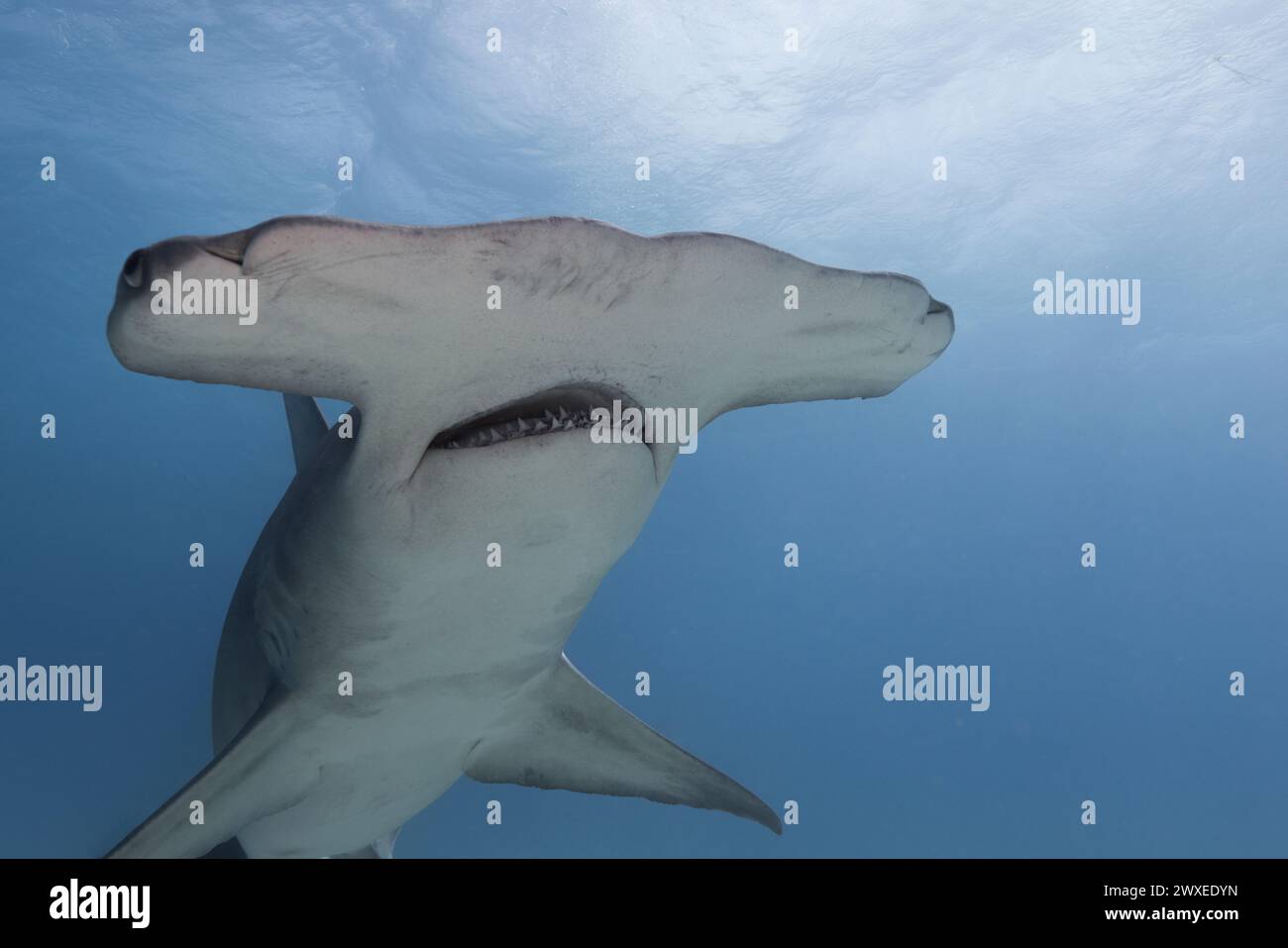 Great hammerhead shark in blue tropical waters Stock Photo - Alamy
