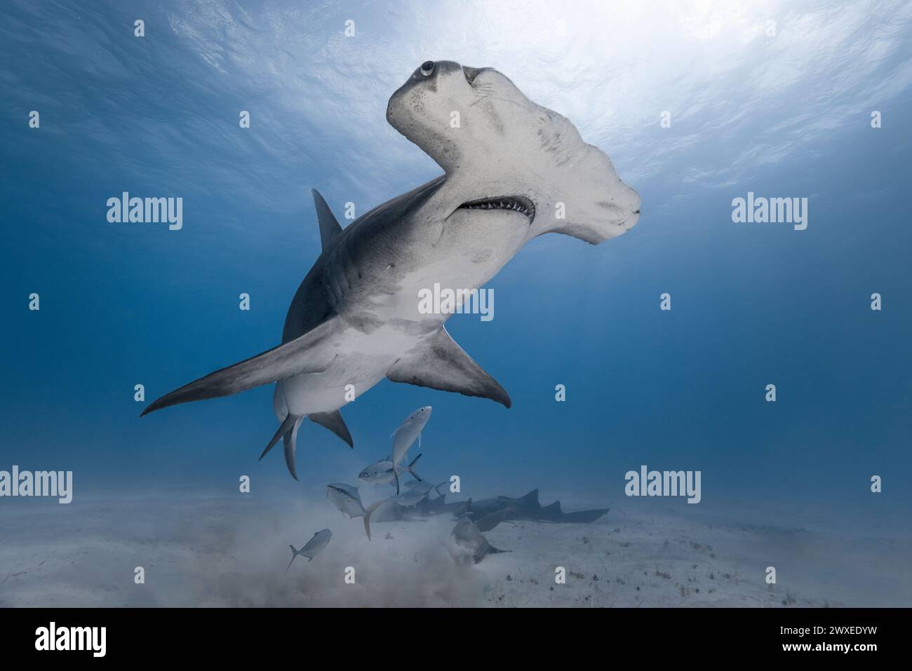 Great hammerhead shark in blue tropical waters Stock Photo - Alamy