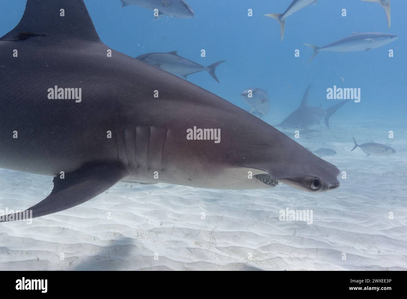 Great hammerhead shark in blue tropical waters Stock Photo - Alamy