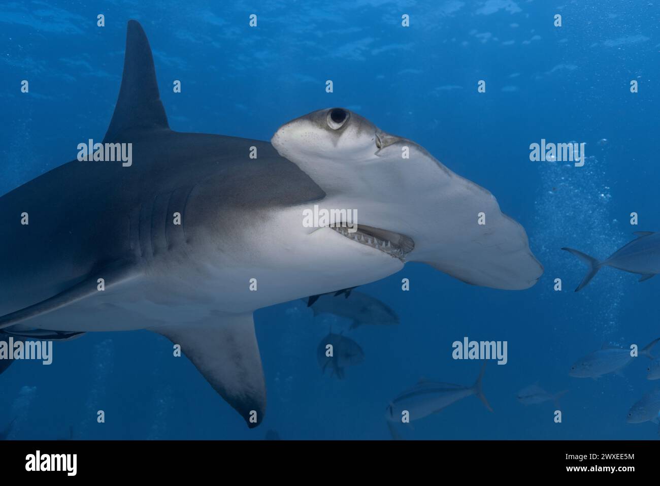Great hammerhead shark in blue tropical waters Stock Photo - Alamy