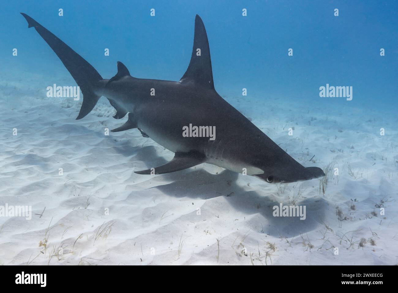 Great hammerhead shark in blue tropical waters Stock Photo - Alamy