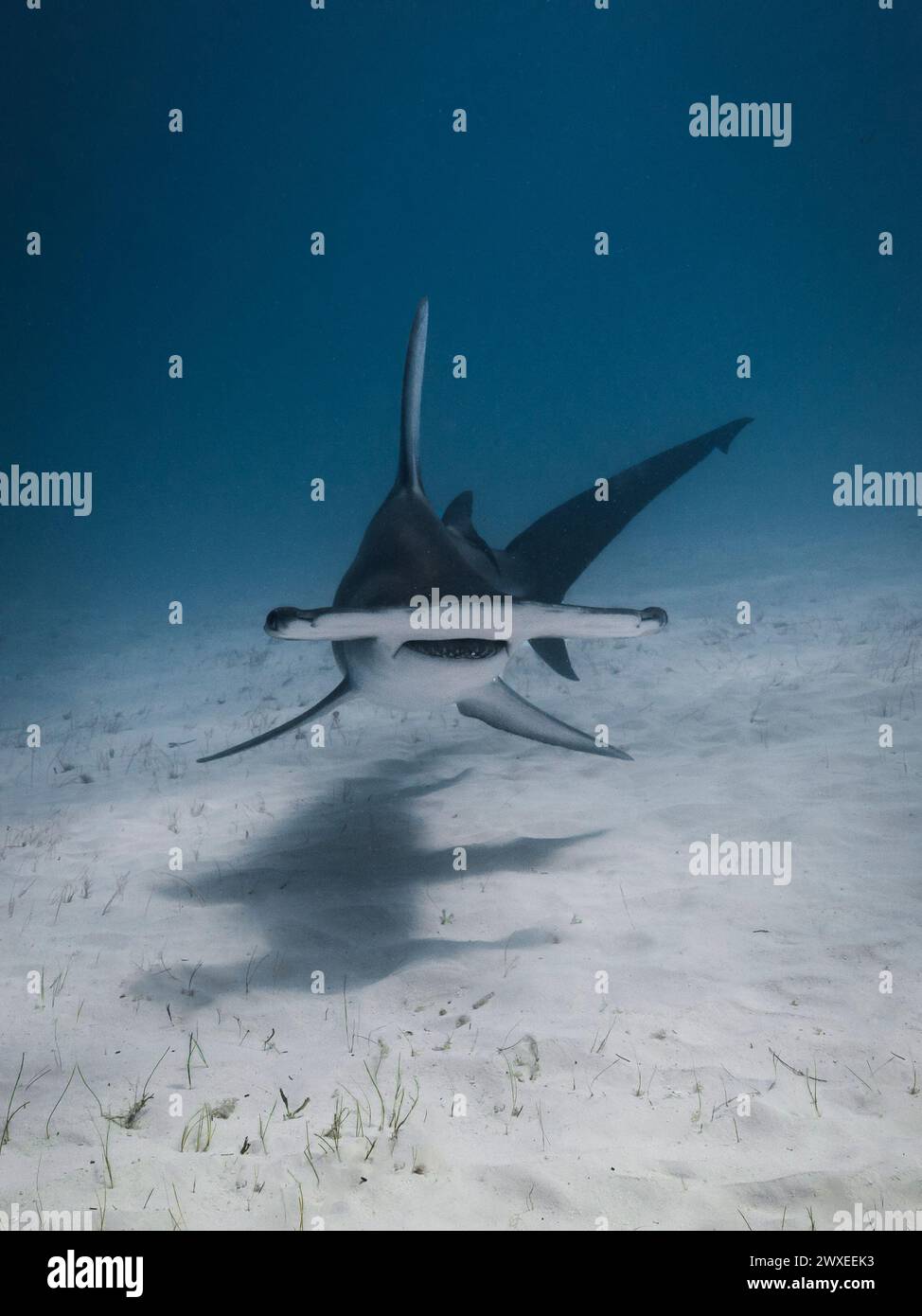 Great hammerhead shark in blue tropical waters Stock Photo - Alamy