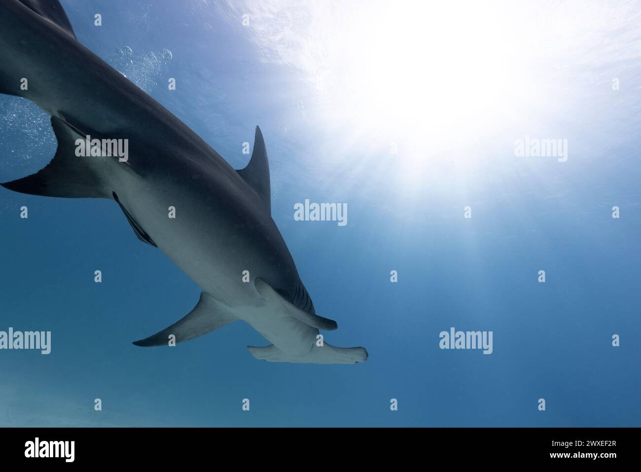 Great hammerhead shark in blue tropical waters Stock Photo - Alamy