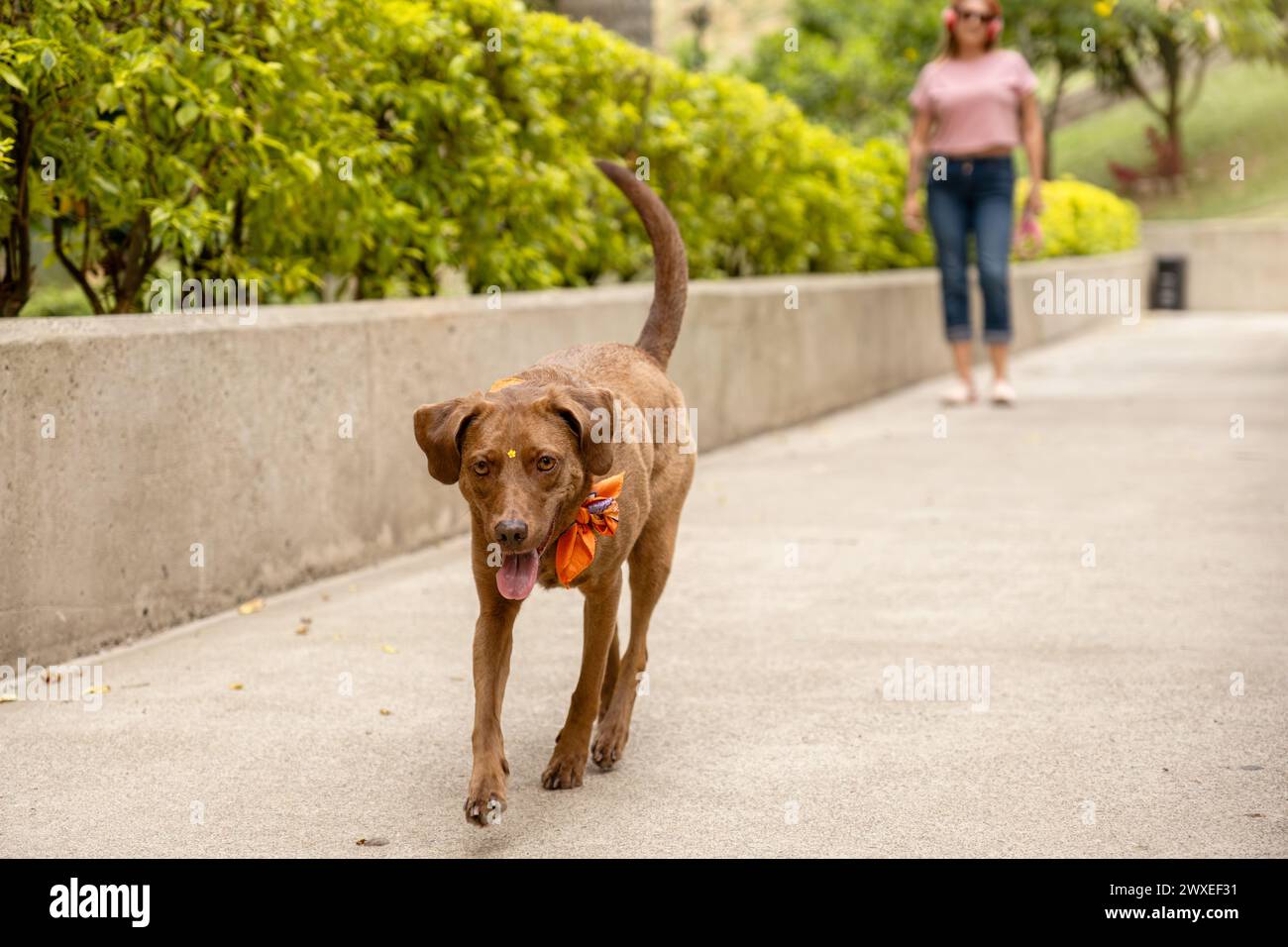 A medium-sized brown dog with a bindi on its forehead and a colorful ...