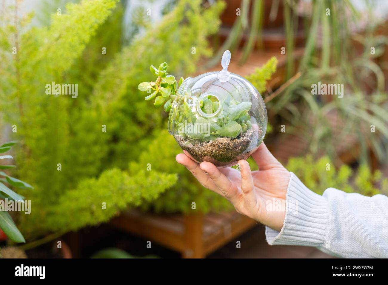 Natural Plant Terrarium with Micro Habitat Glass Ball on a neutral soft ...