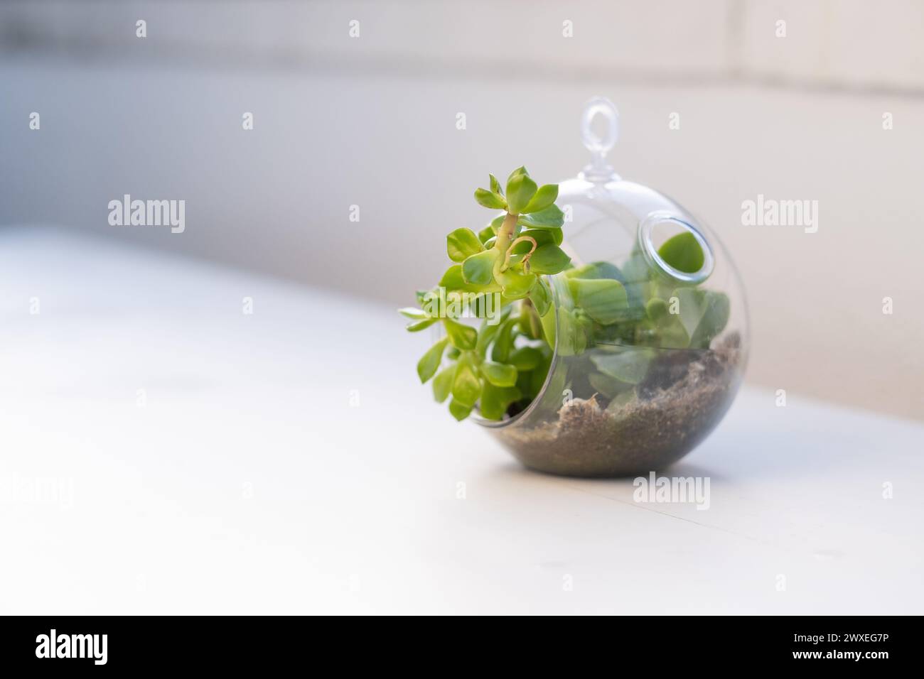 Side view of a Natural Plant Terrarium with Micro Habitat Glass Ball on ...
