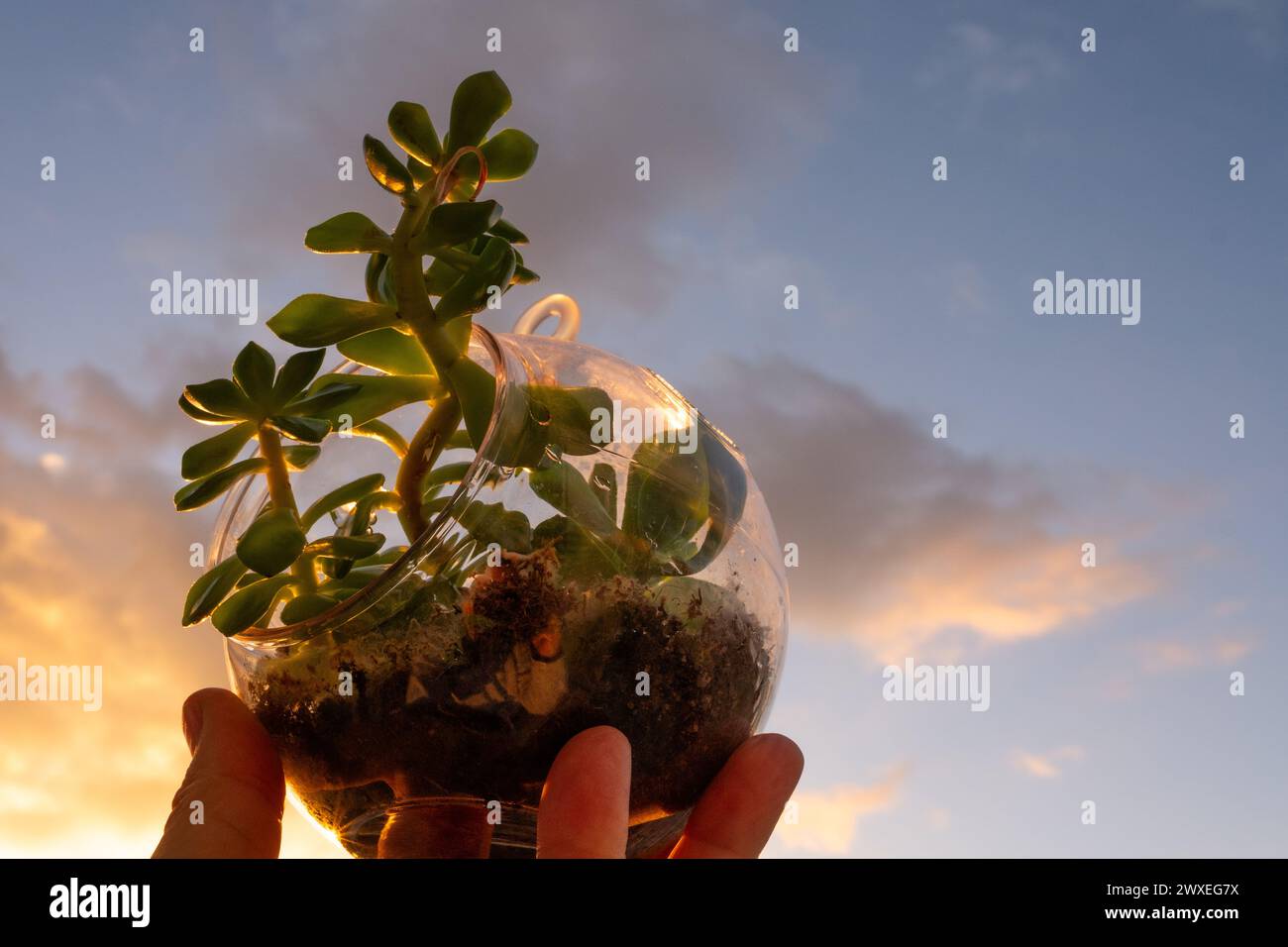 Natural Plant Terrarium with Micro Habitat Glass Ball on a neutral soft ...