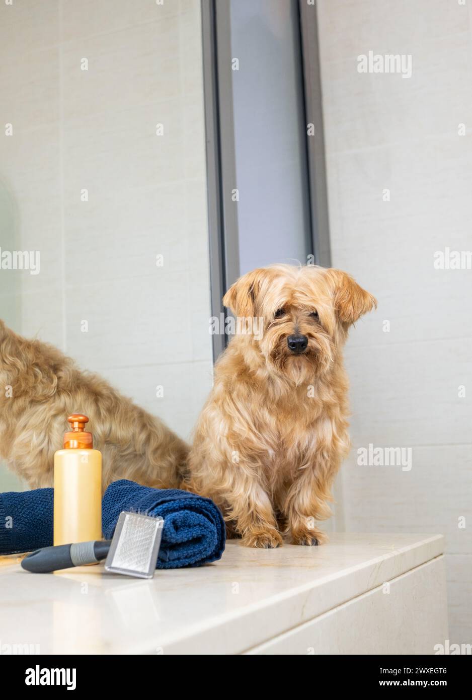 A small brown mongrel dog sits quietly in the bathroom at home with his ...