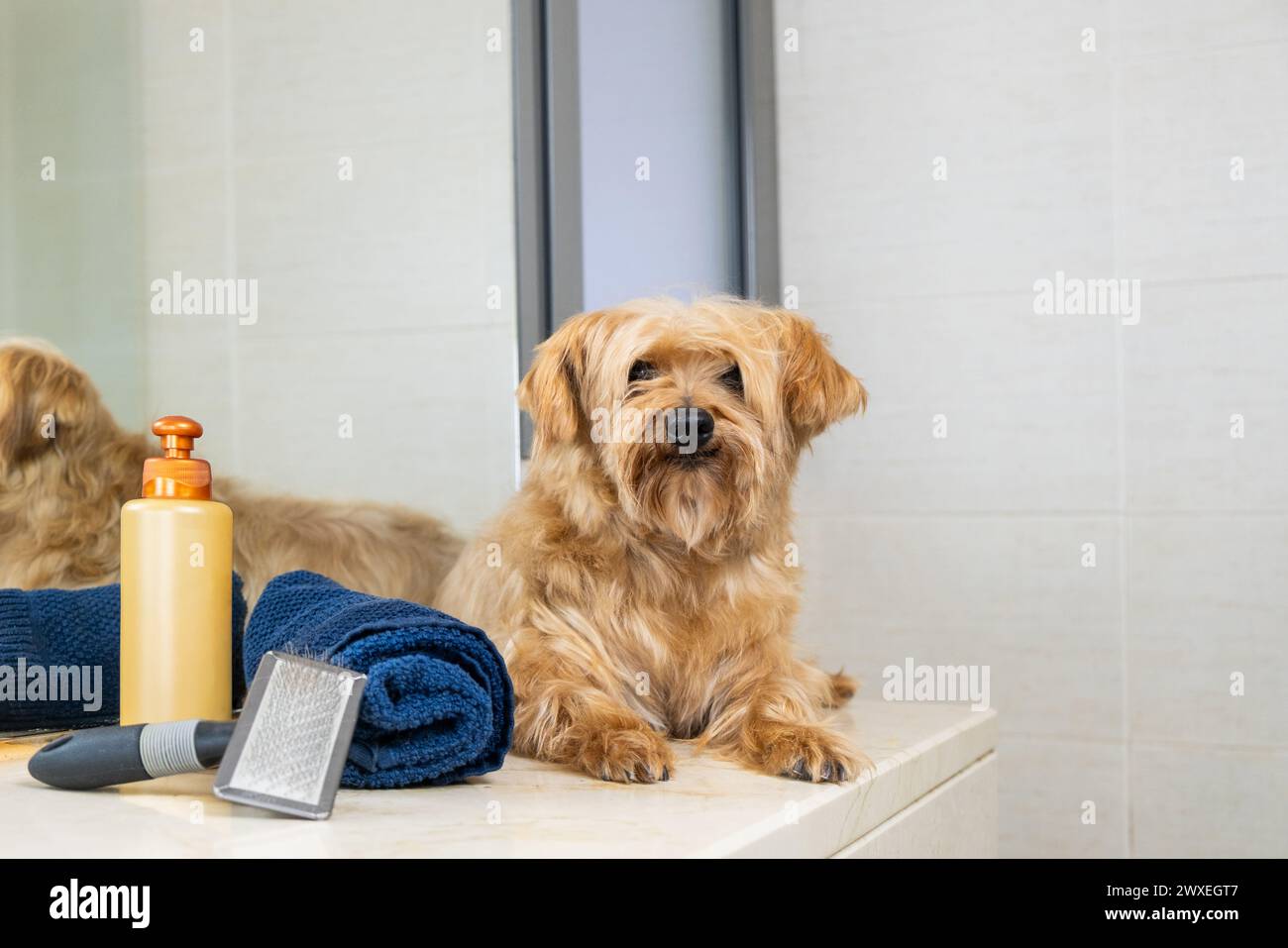 A small brown mongrel dog sits quietly in the bathroom at home with his ...
