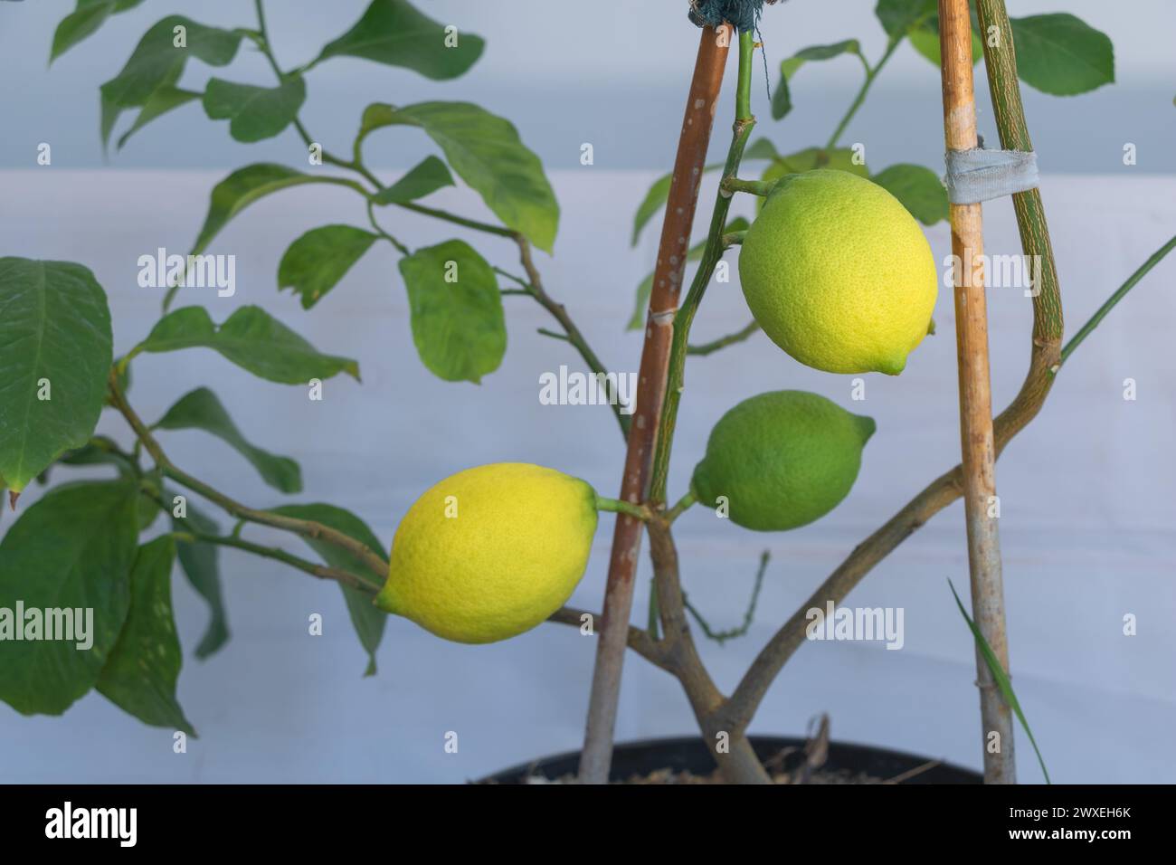 Lemon tree with a few lemons on the plant, small wooden sticks as trunk ...