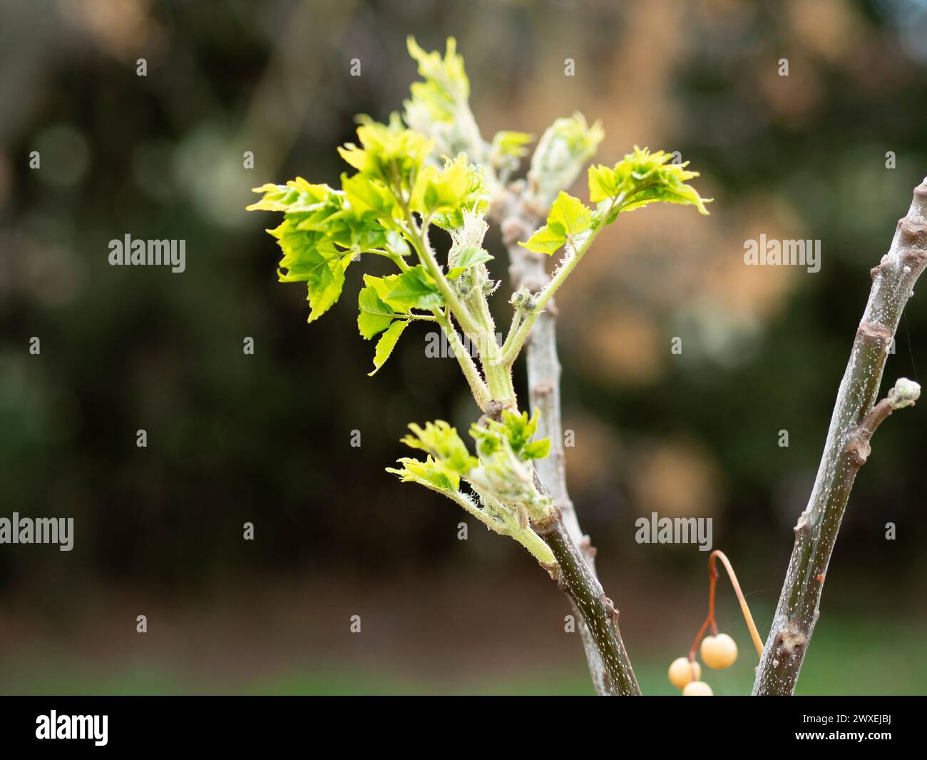 Buds in spring living nature Stock Photo - Alamy