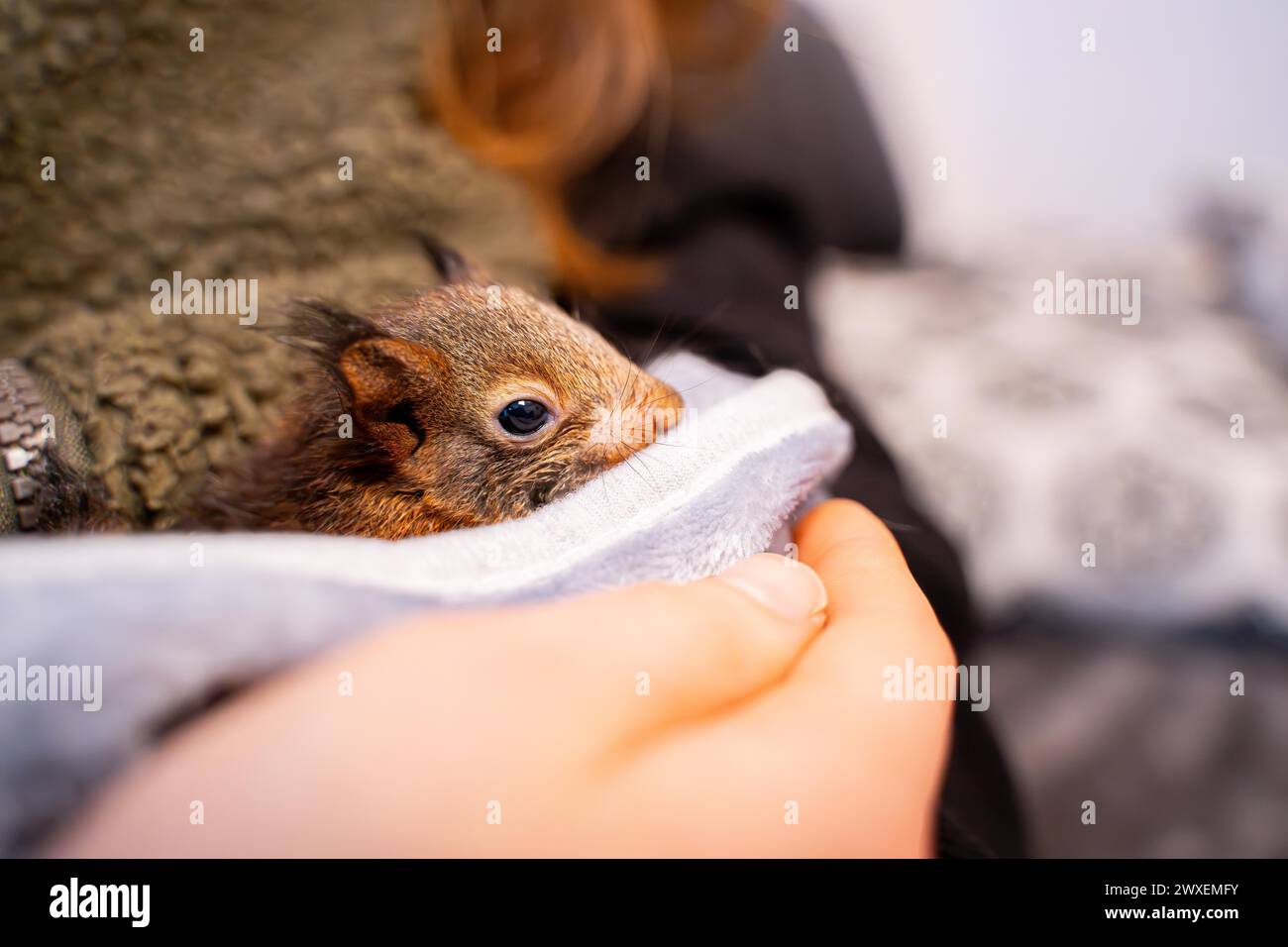 Eurasian red squirrel (Sciurus vulgaris), practical animal welfare ...