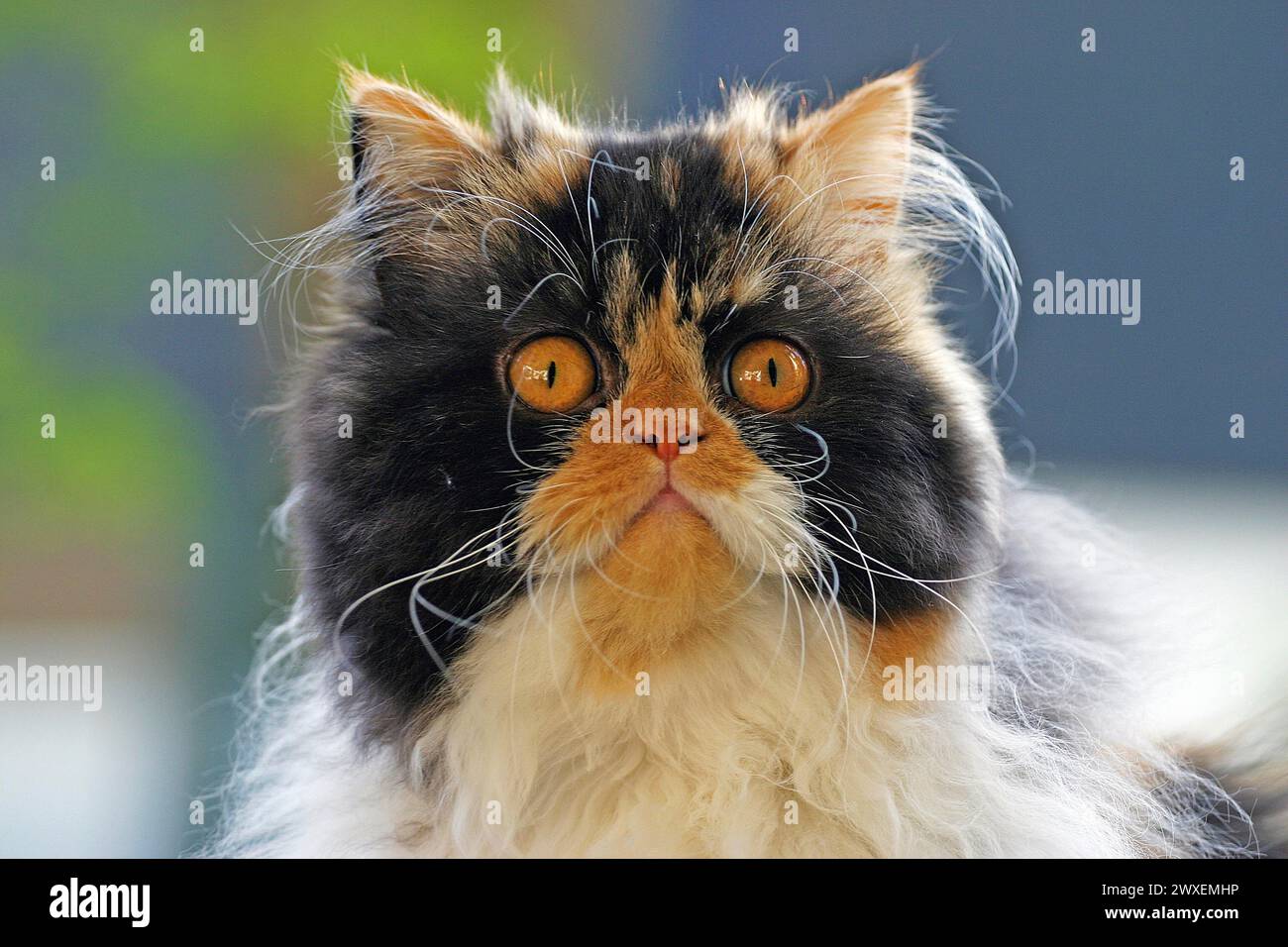 Persian cat, Long-haired cat, Backlight Stock Photo - Alamy