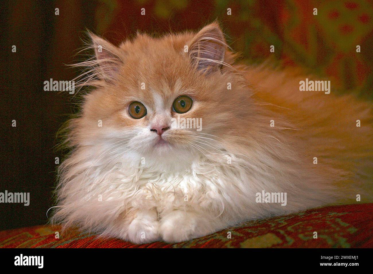 Persian cat, long-haired cat Stock Photo - Alamy