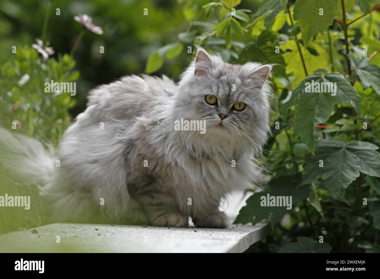 Persian cat, long-haired cat Stock Photo - Alamy