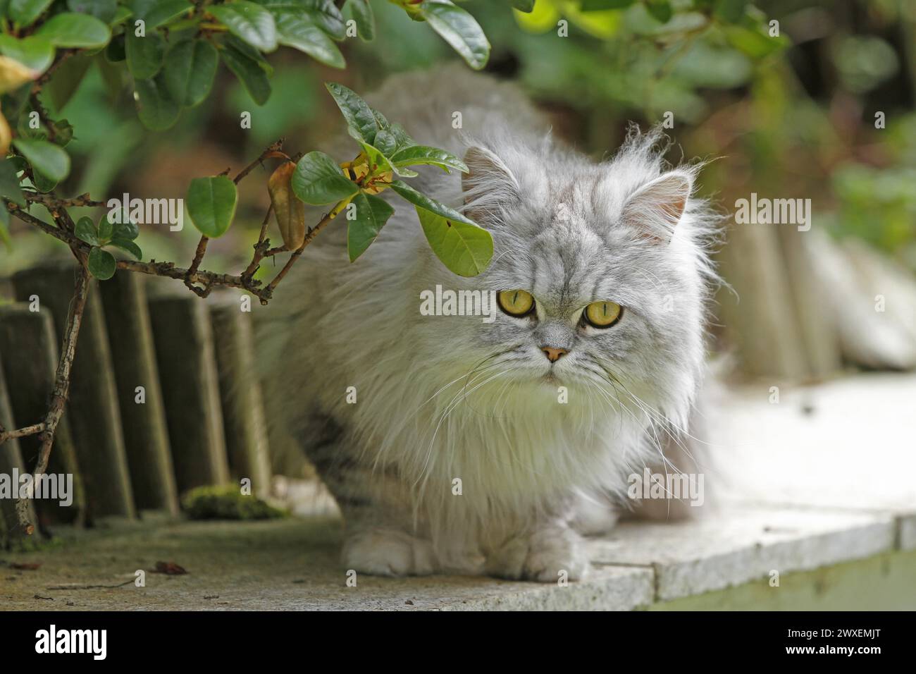 Persian cat, long-haired cat Stock Photo - Alamy
