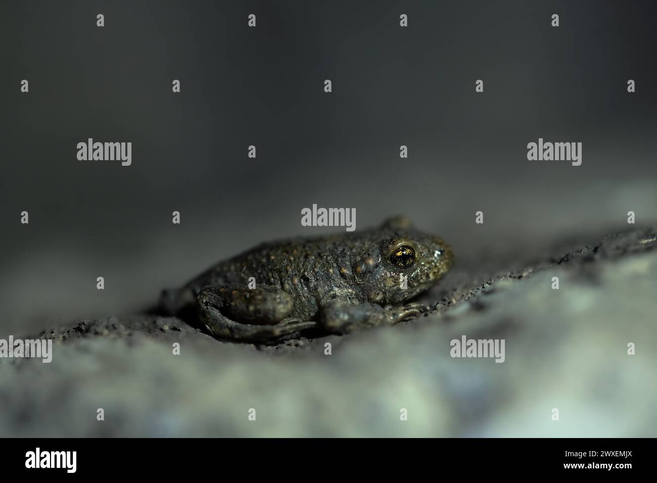 Animal with tail hi-res stock photography and images - Alamy