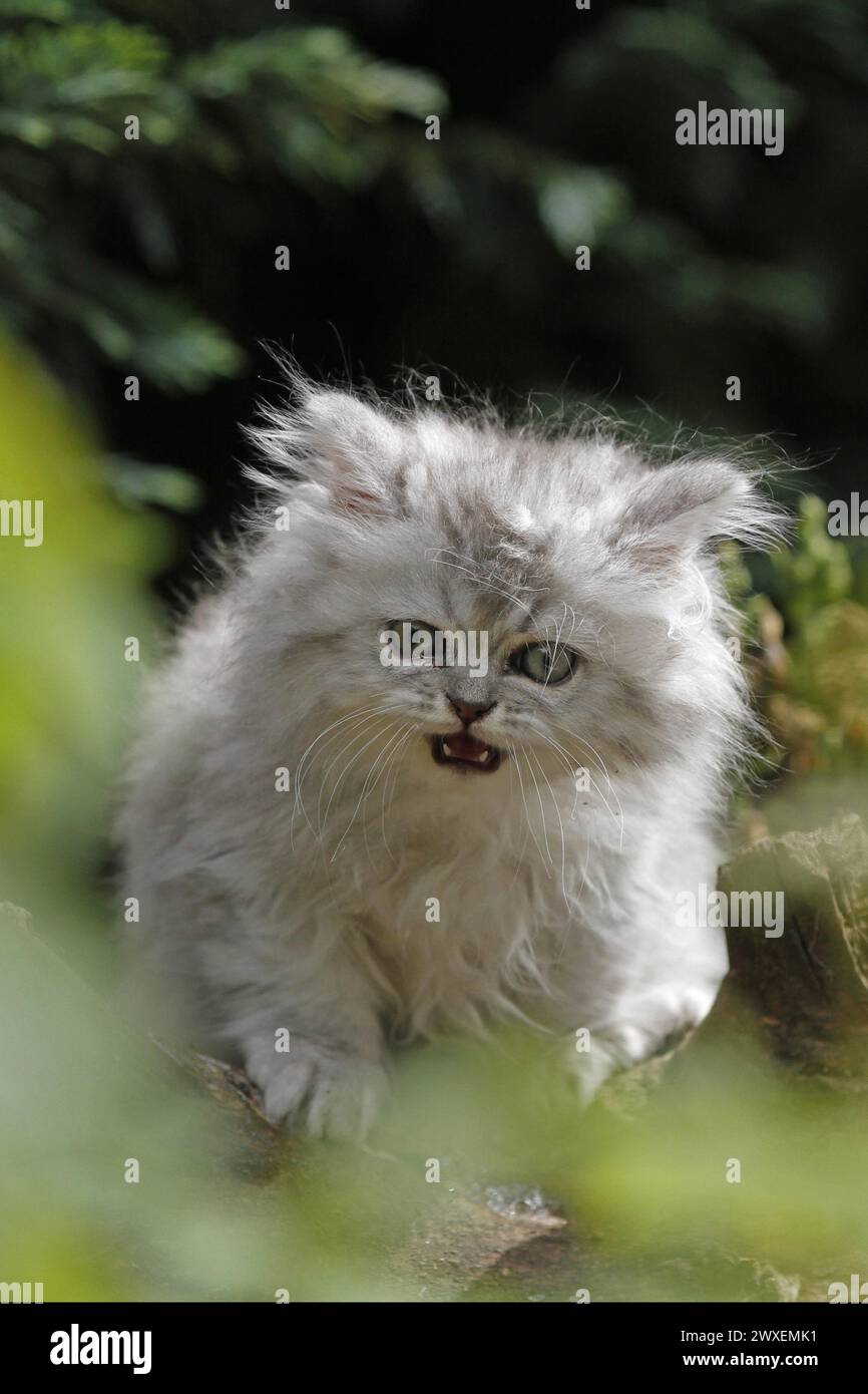 Persian cat, long-haired cat Stock Photo - Alamy
