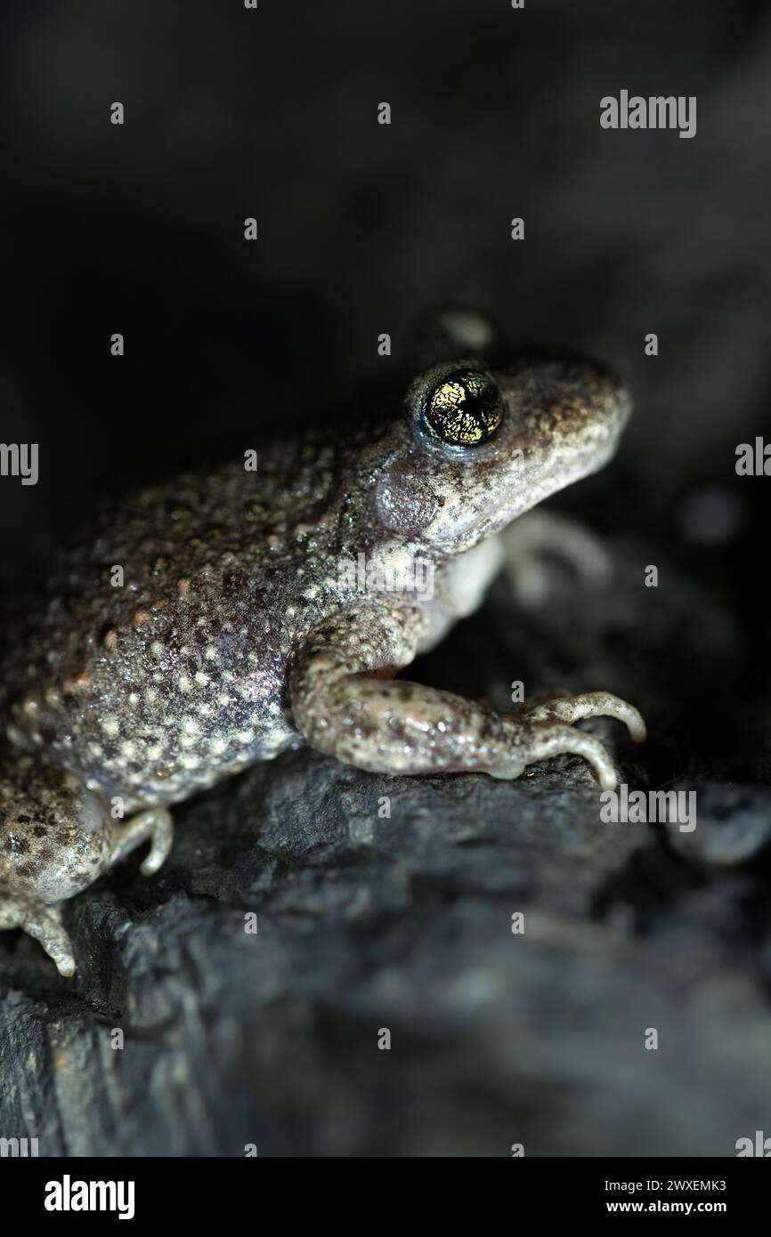 Common midwife toad (Alytes obstetricans), on stone at night, North ...