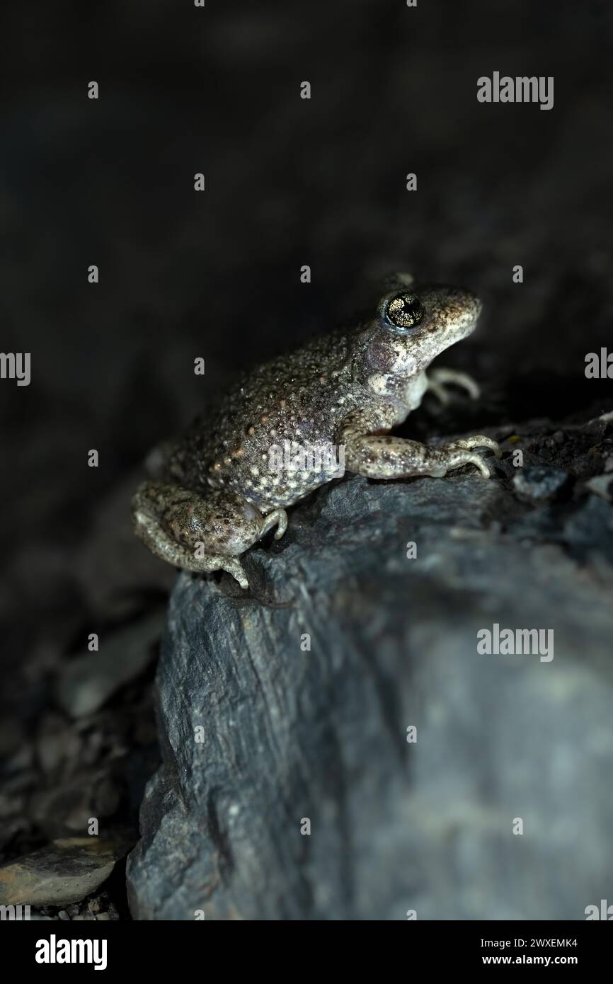 Common midwife toad (Alytes obstetricans), on stone at night, North ...