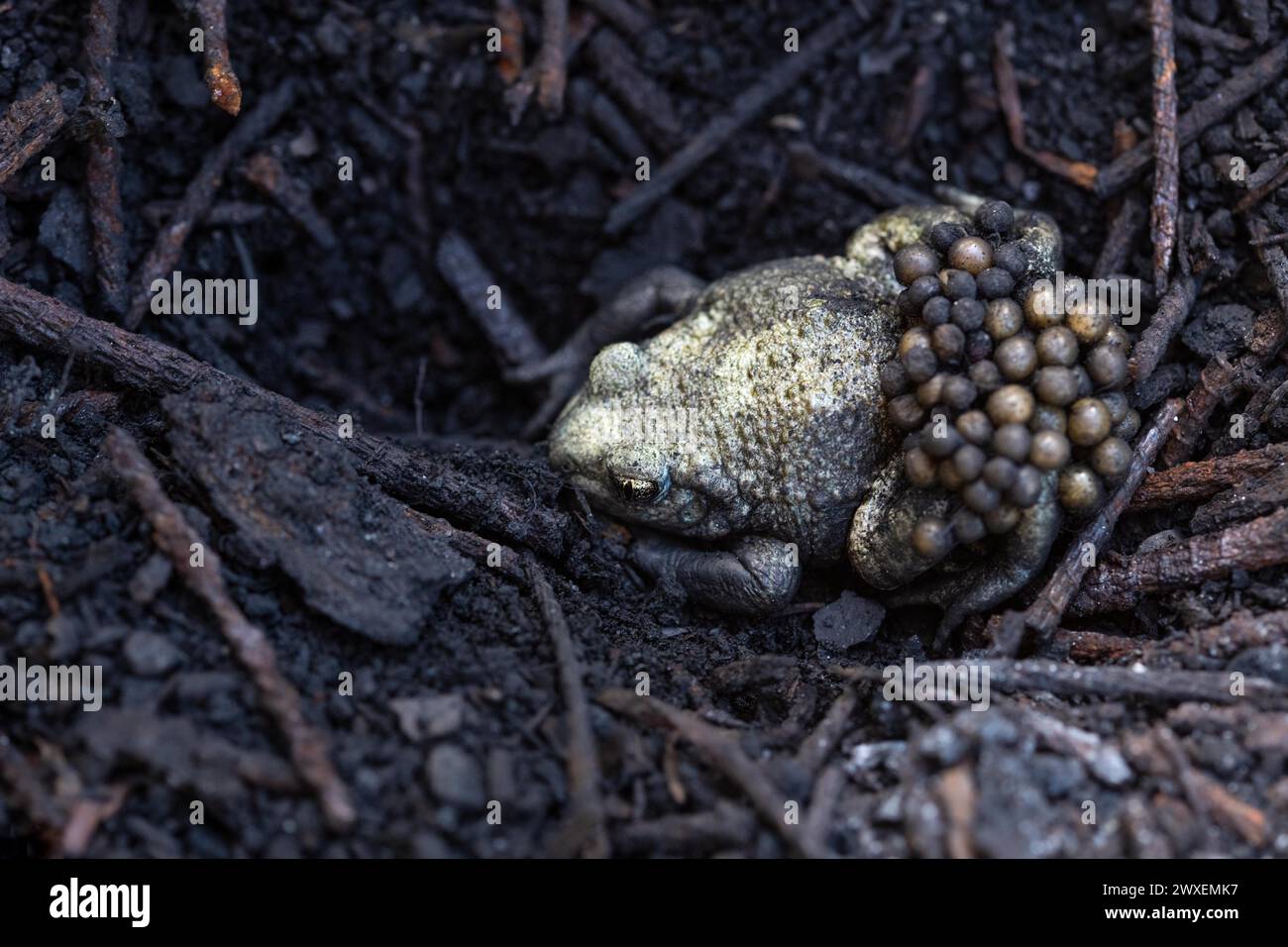 Common midwife toad (Alytes obstetricans), male with eggs from above ...