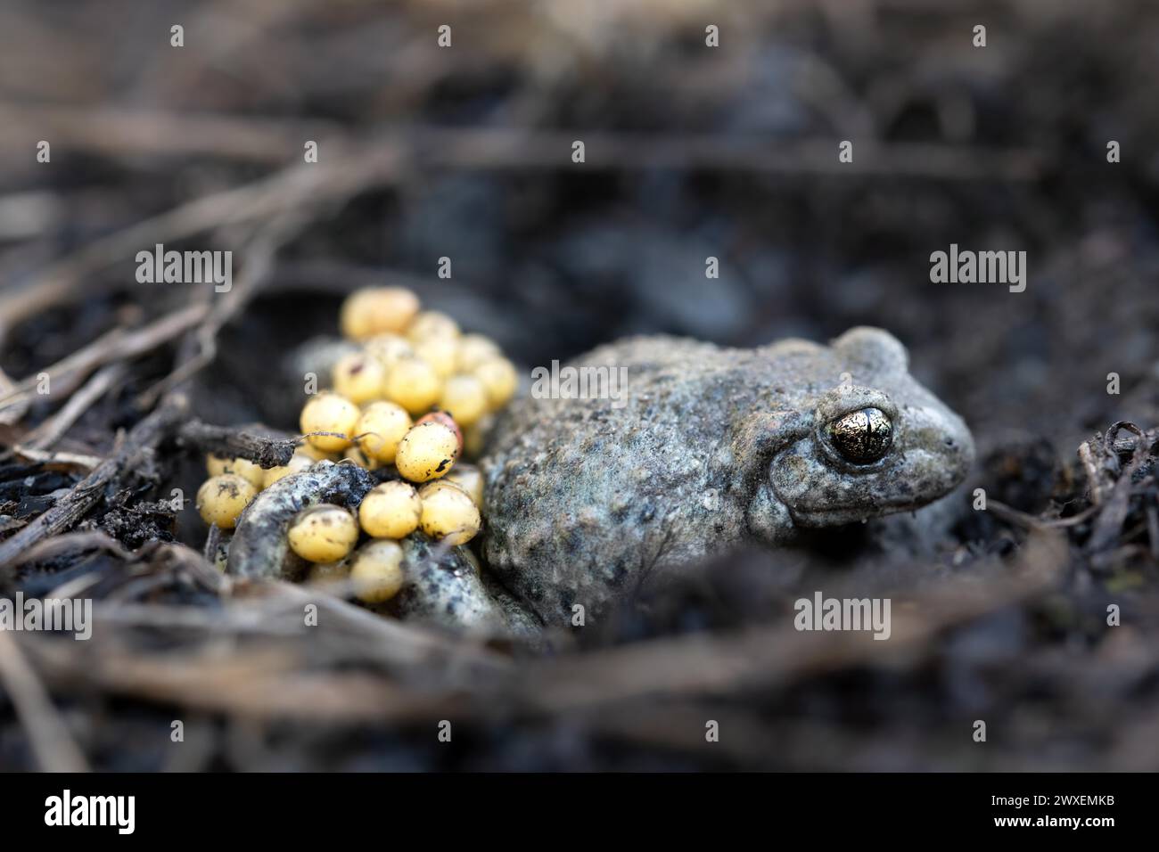 Common midwife toad (Alytes obstetricans), male with eggs, North Rhine ...