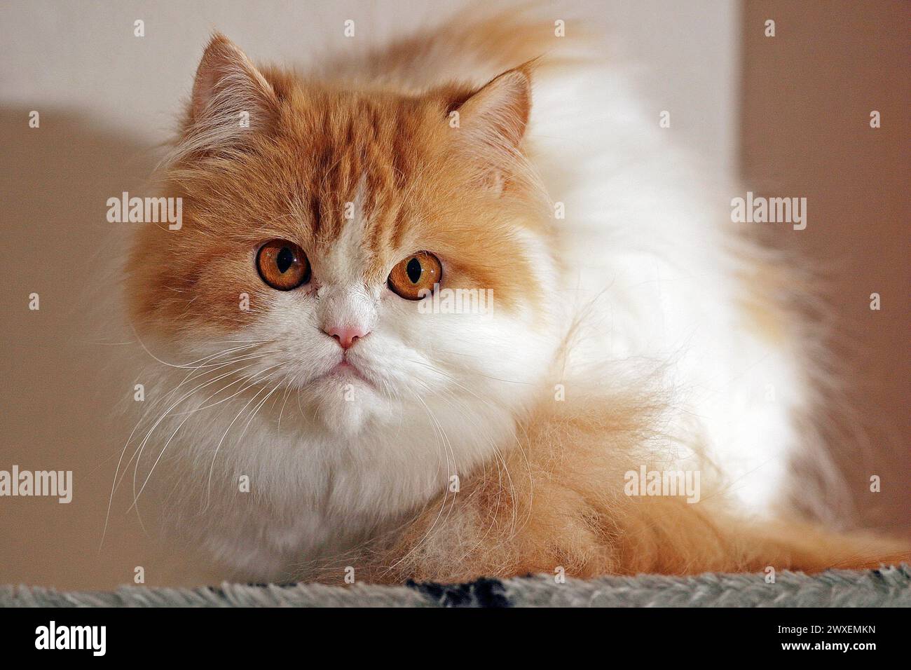 Persian cat, long-haired cat Stock Photo - Alamy
