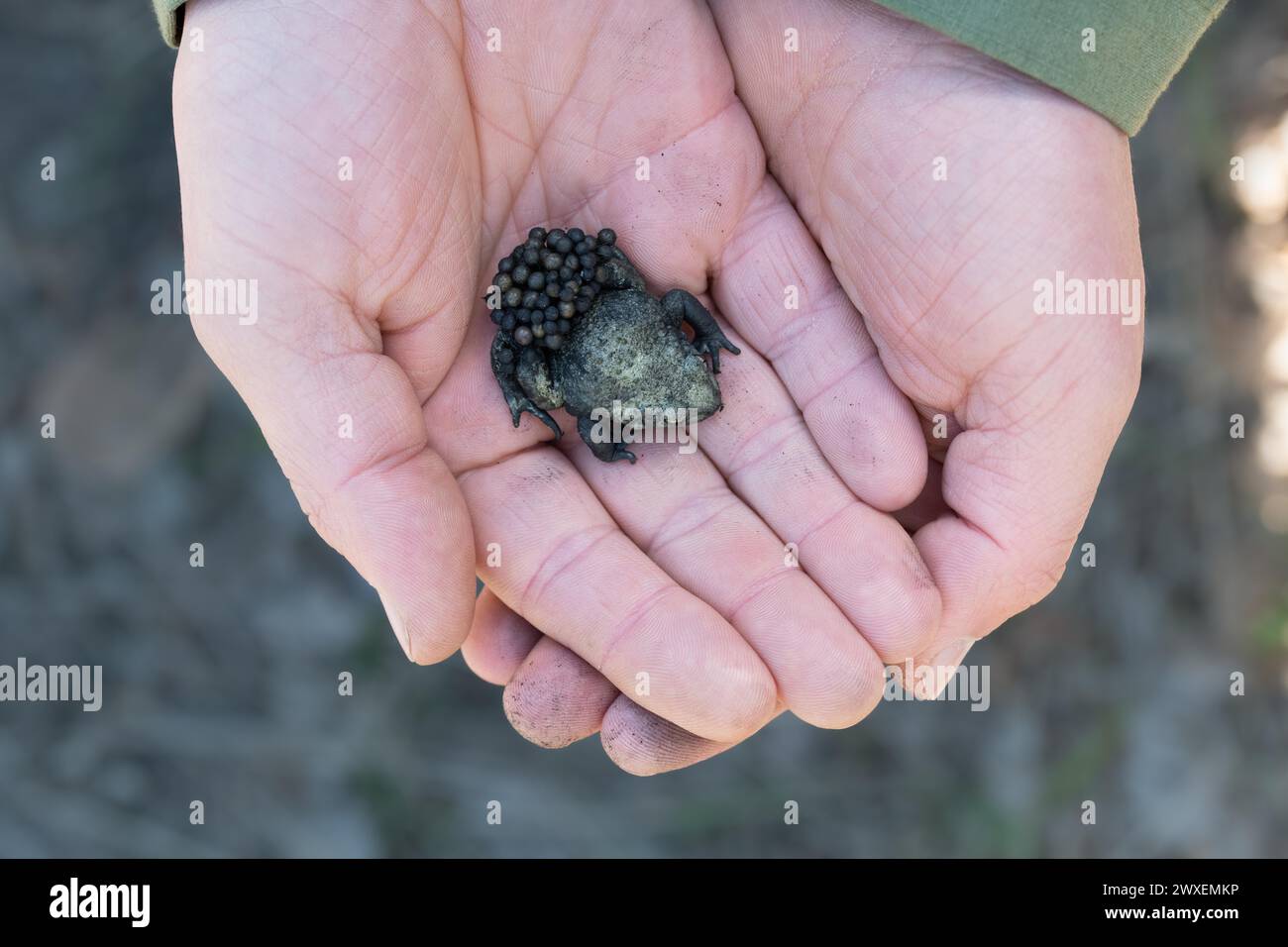 Midwife toad on hand hi-res stock photography and images - Alamy