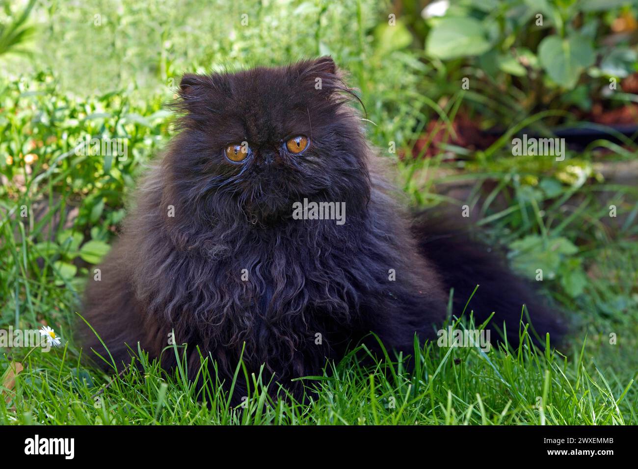 Persian cat, long-haired cat Stock Photo - Alamy