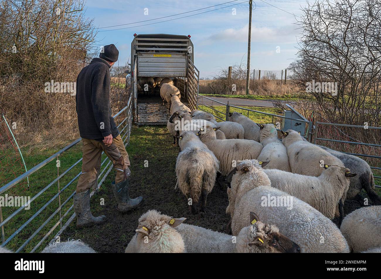 Shepherd loading his sheep into a double-decker livestock trailer ...