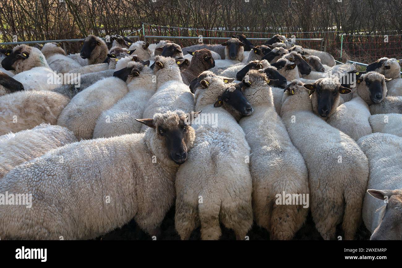 Sheep crowded hi-res stock photography and images - Alamy