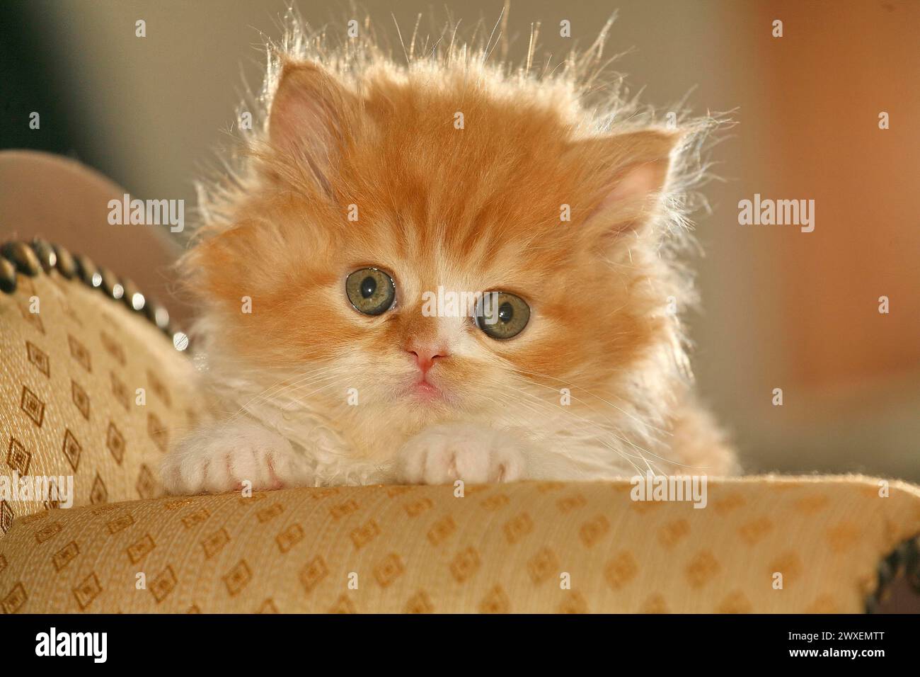 Persian cat, Long-haired cat, Backlight Stock Photo - Alamy