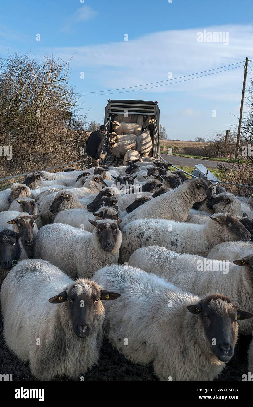 Shepherd loading his sheep into a double-decker livestock trailer ...
