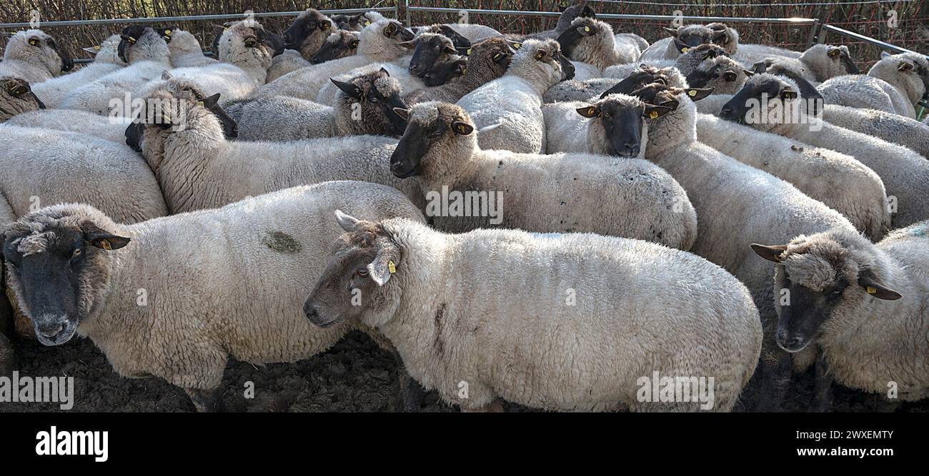 Sheep crowded hi-res stock photography and images - Alamy