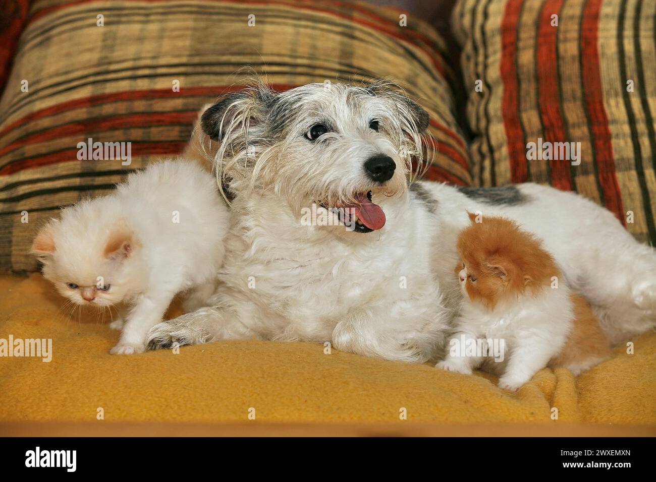Persian cat, long-haired cat, kitten, Jack Russell Terrier Stock Photo ...