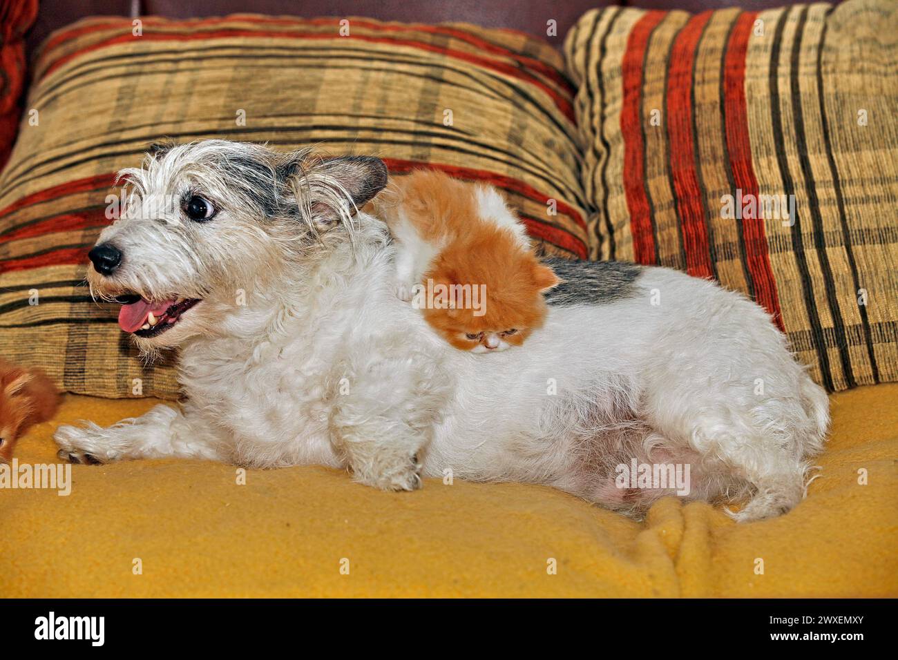 Persian cat, long-haired cat, kitten, Jack Russell Terrier Stock Photo ...