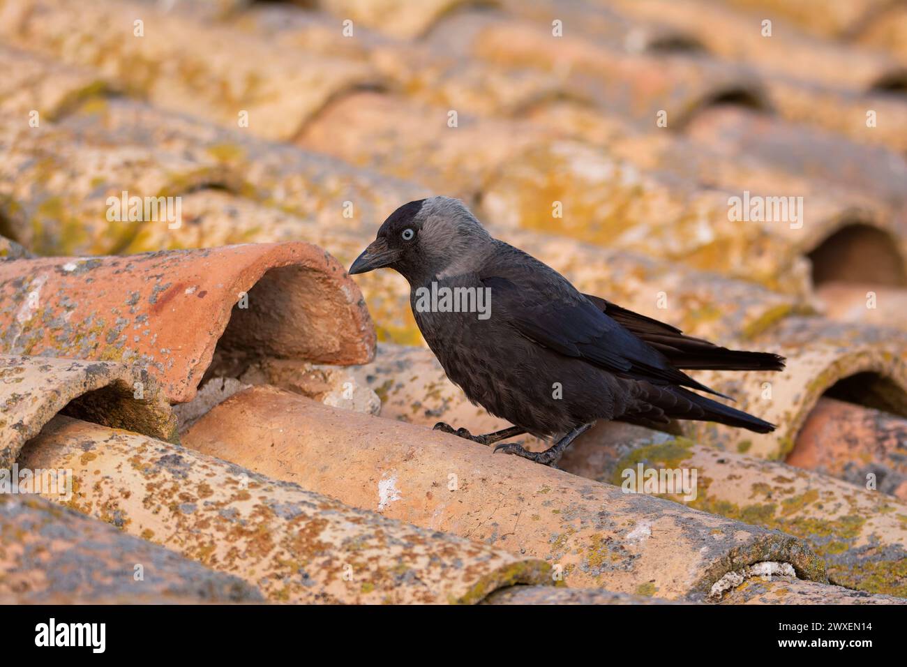 The western jackdaw, Coloeus monedula, also known as the Eurasian ...