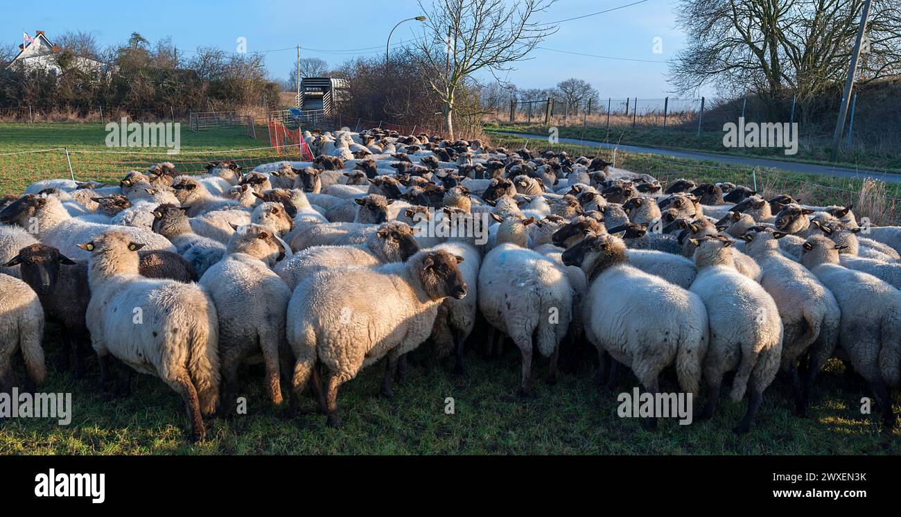 Black-headed domestic sheep (Ovis gmelini aries) in the pen for loading, Mecklenburg-Vorpommern ...