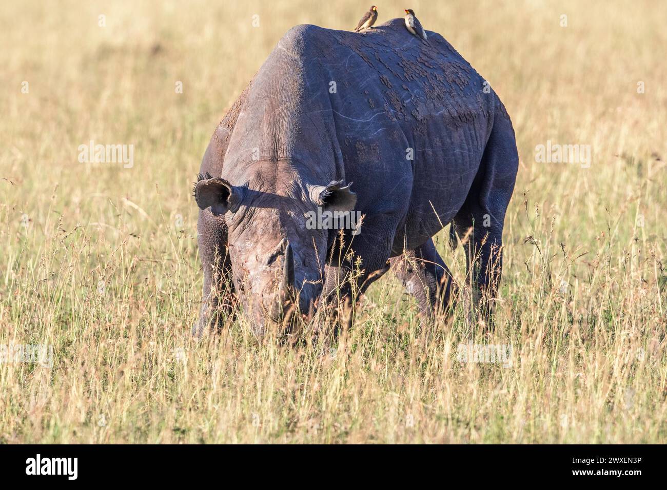 Black rhinoceros (Diceros bicornis) grazing grass in a savanna in ...