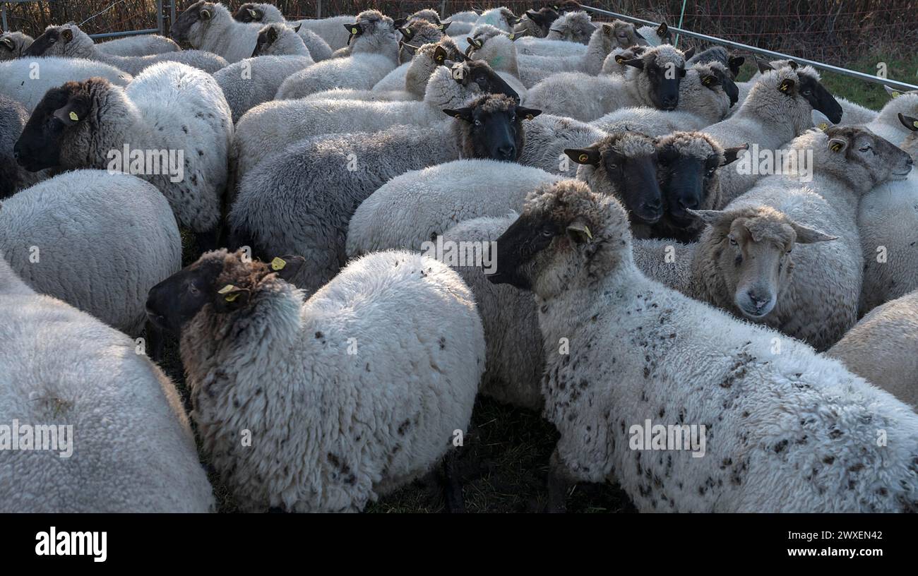 Loading sheep hi-res stock photography and images - Alamy