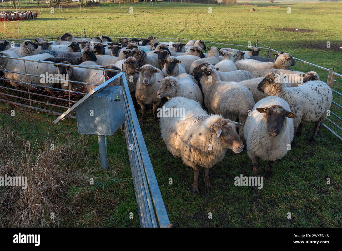 Black-headed domestic sheep (Ovis gmelini aries) waiting to be loaded, Mecklenburg-Vorpommern ...