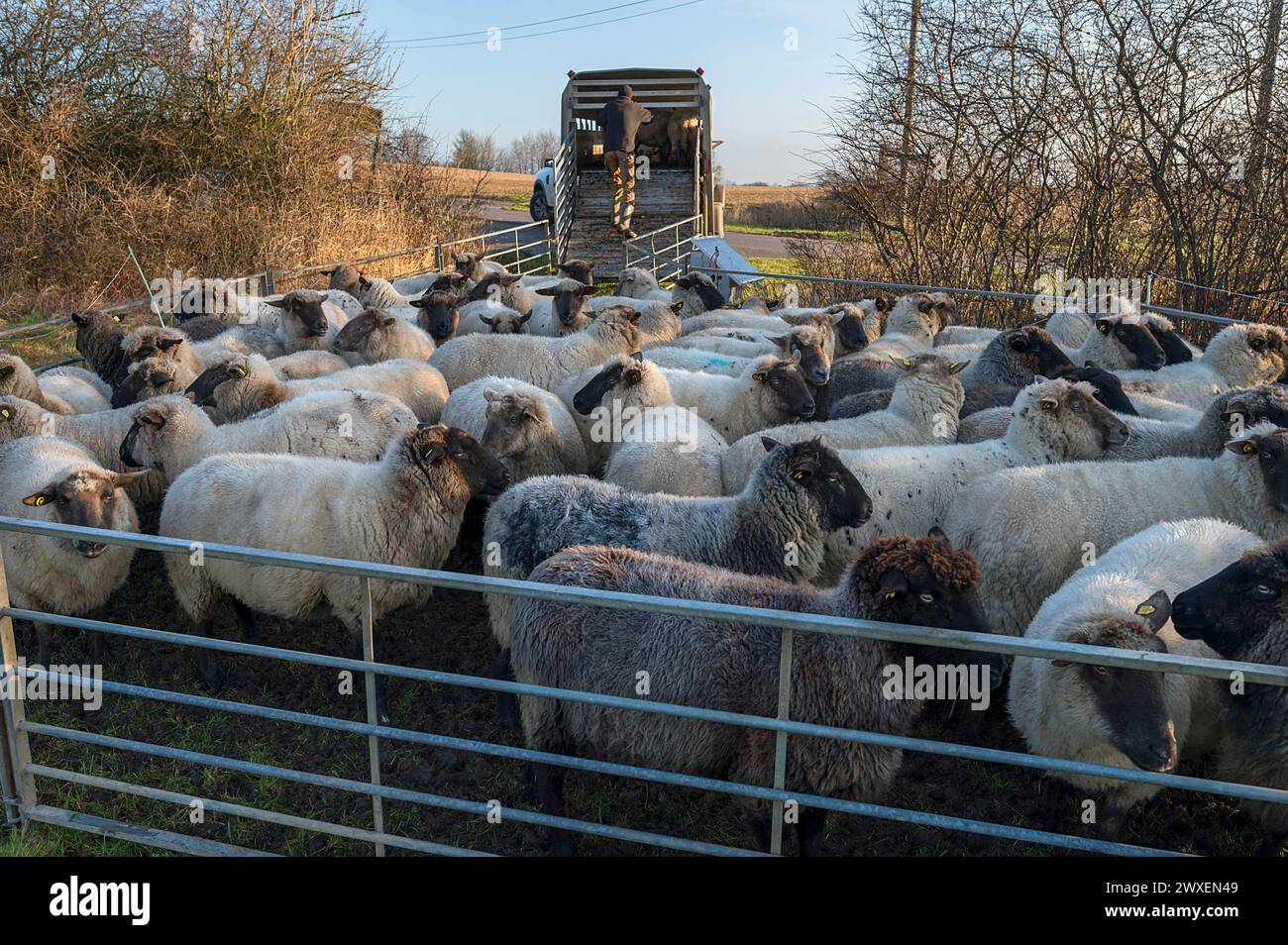 Black-headed domestic sheep (Ovis gmelini aries) in the pen for loading ...