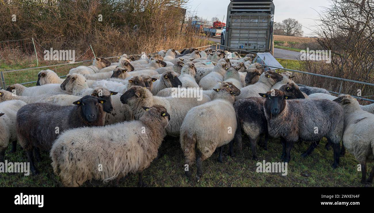 Black-headed domestic sheep (Ovis gmelini aries) in the pen, behind the double-decker cattle ...