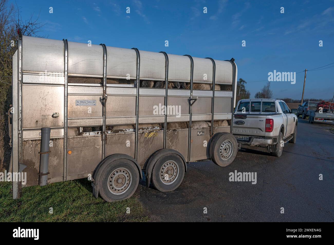 Double-decker livestock trailer loaded with sheep, pulled by a pickup ...