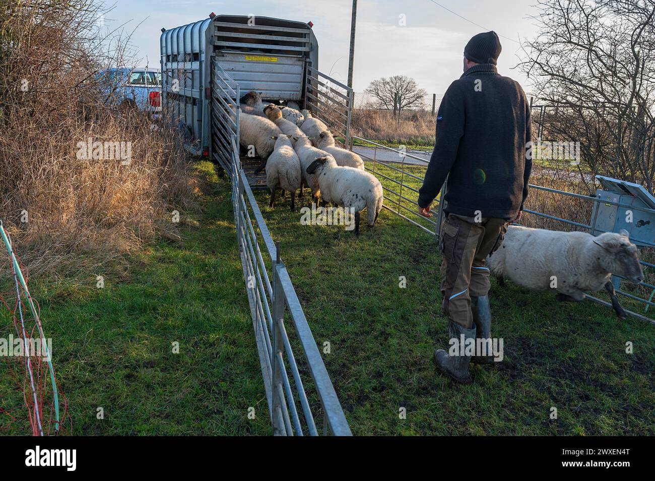 Black-headed domestic sheep (Ovis gmelini aries) being loaded onto a double-decker cattle ...