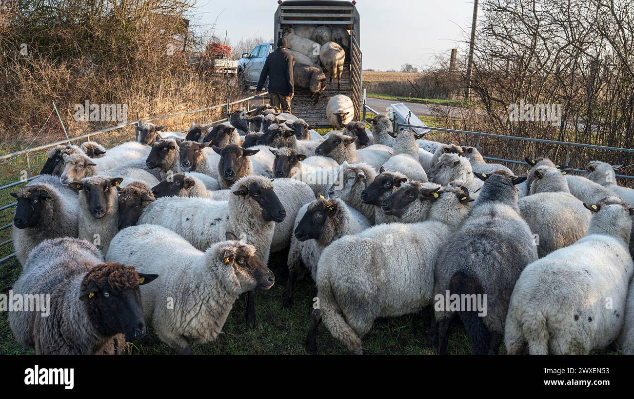 Black-headed domestic sheep (Ovis gmelini aries) being loaded onto a double-decker cattle ...