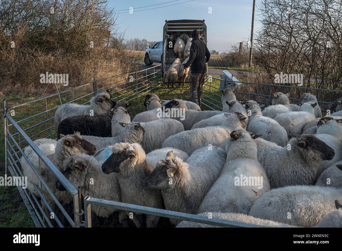 Black-headed domestic sheep (Ovis gmelini aries) Shepherd loading sheep ...