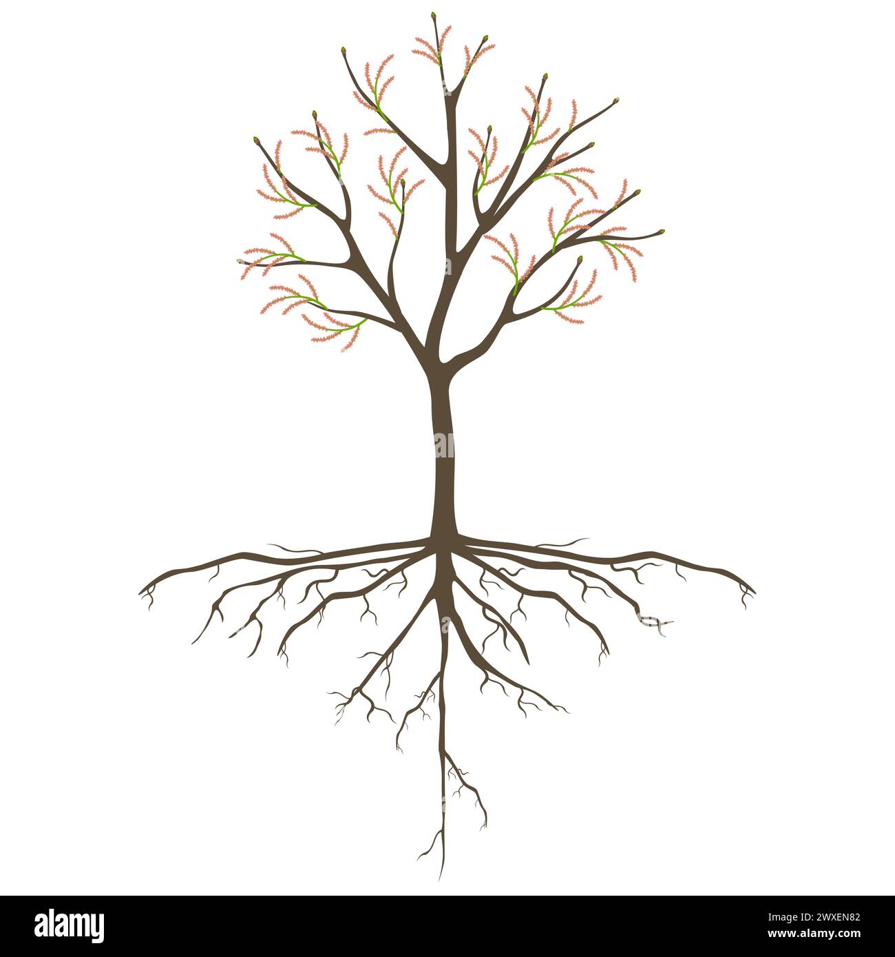 Pistachio tree with flowers and roots on a white background Stock ...