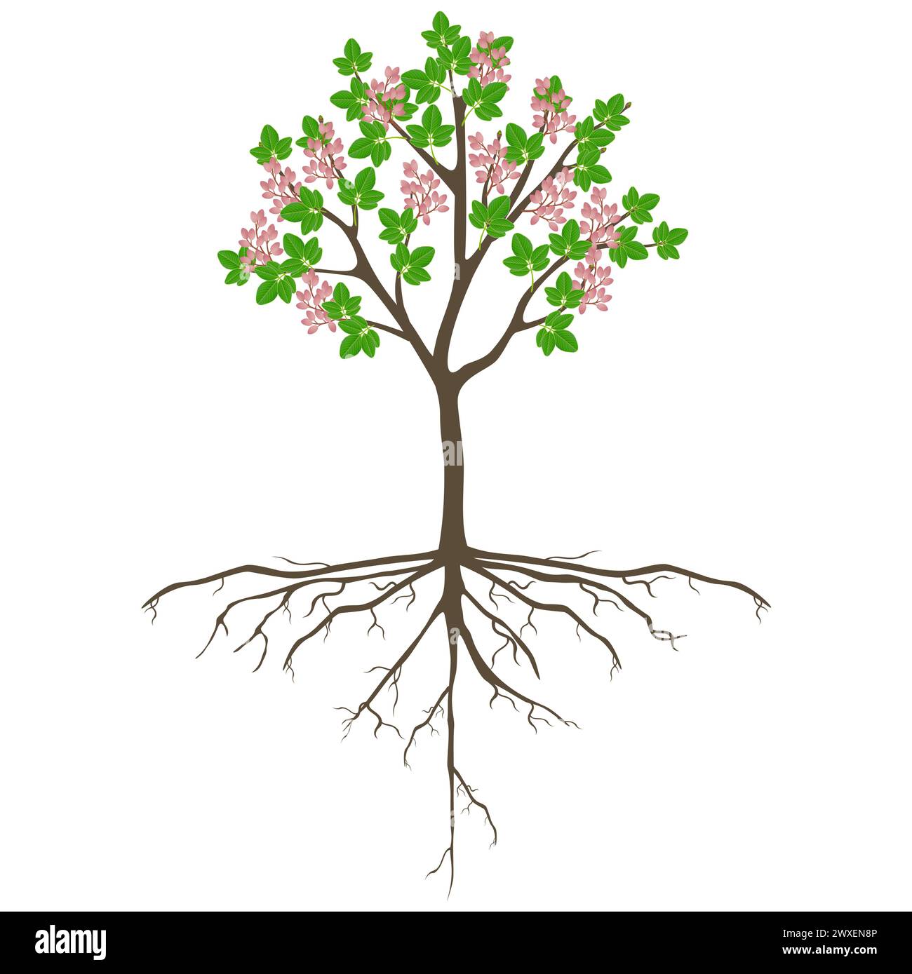 Pistachio tree with fruits on a white background Stock Vector Image ...