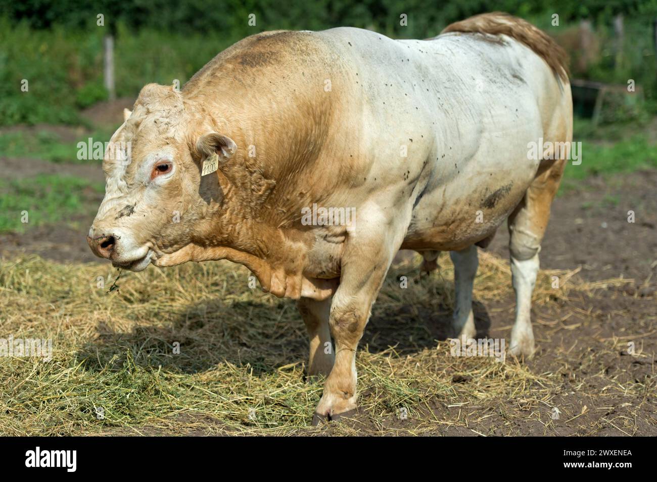Hornless bull, Charolais cattle, Lászlómajor Meierhof, Sarród, Fertö ...